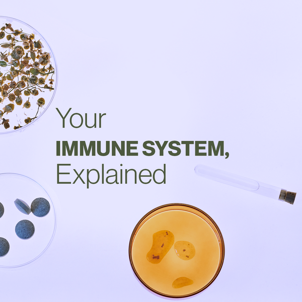 Your Immune System, Explained by a Doctor